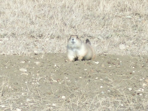 Montana prairie dog hunt | guided prairie dog hunt | prairie dog hunt